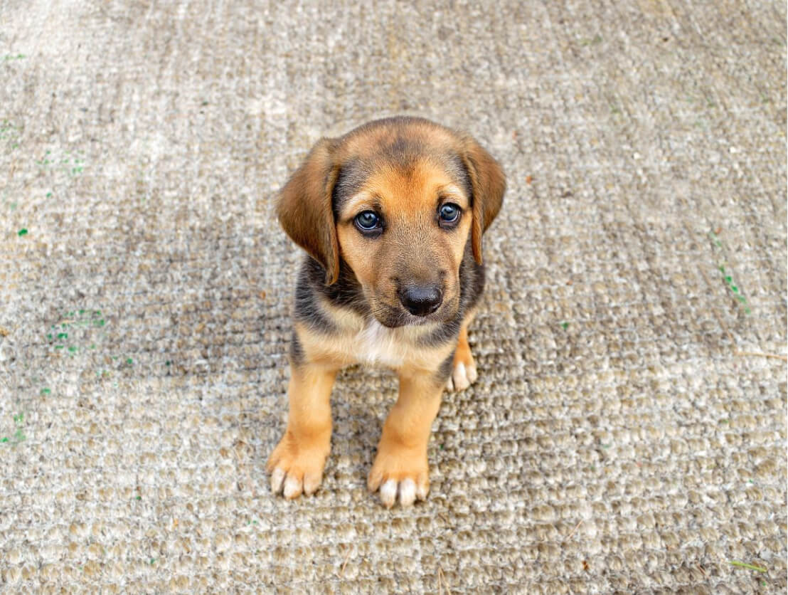 Imagem de um cachorro filhote.