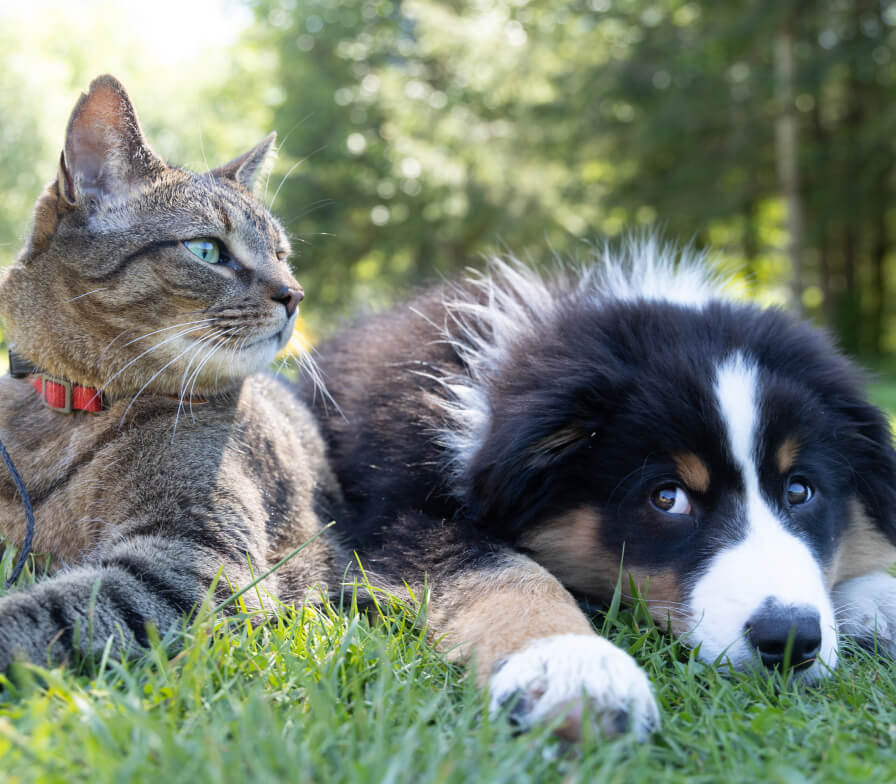 Imagem de um cachorro e um gato deitados na grama.