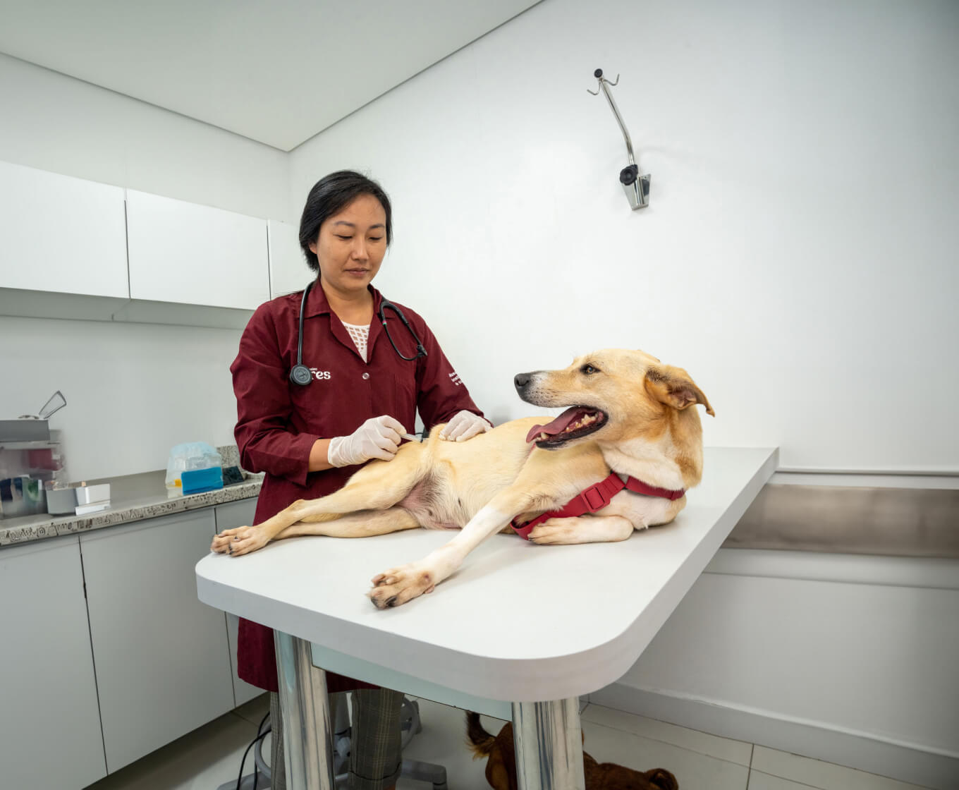 Imagem de um veterinário Petz aplicando uma vacina em um cachorro.